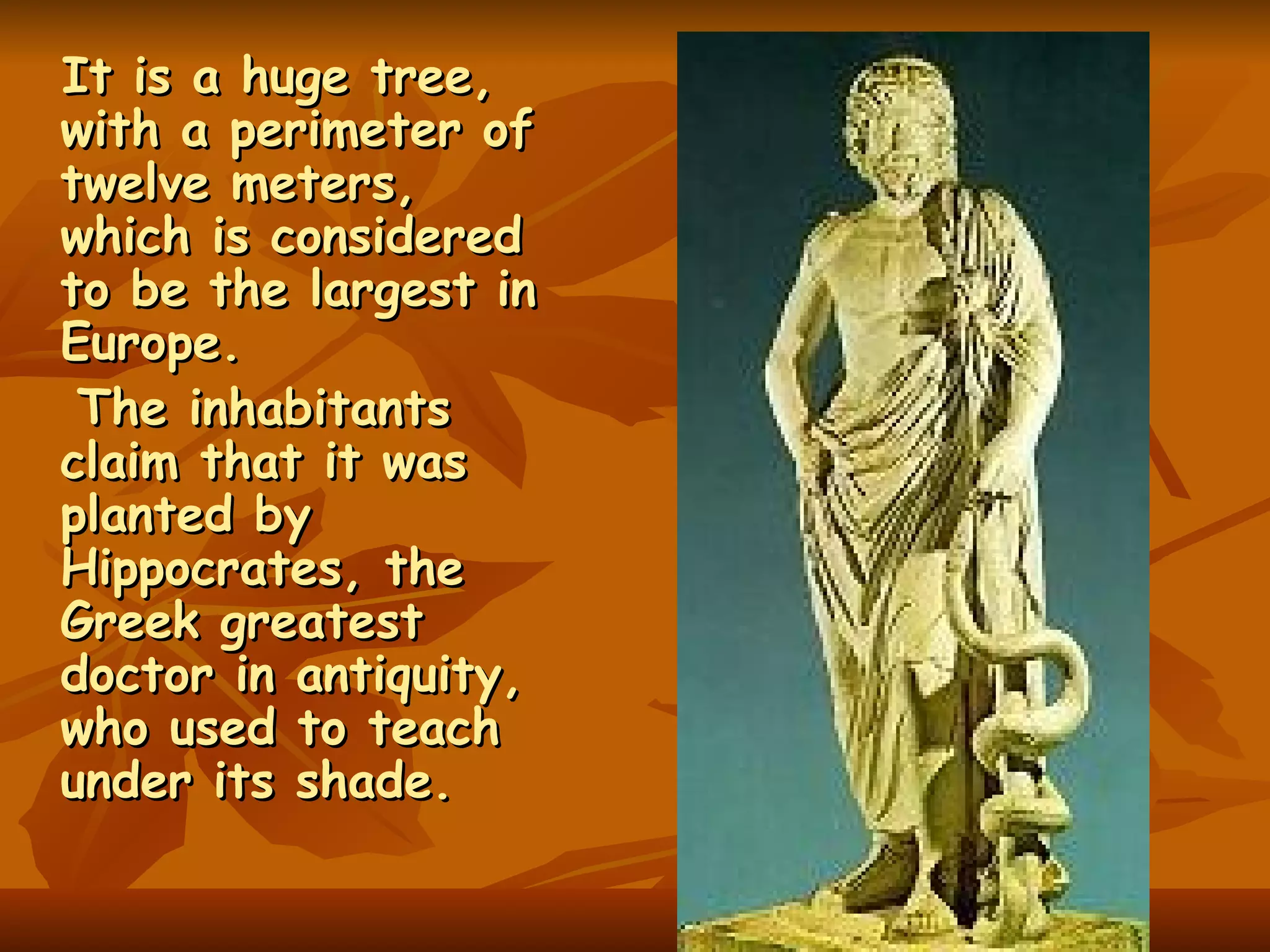 Plane Tree And Greek History (New) | PPT