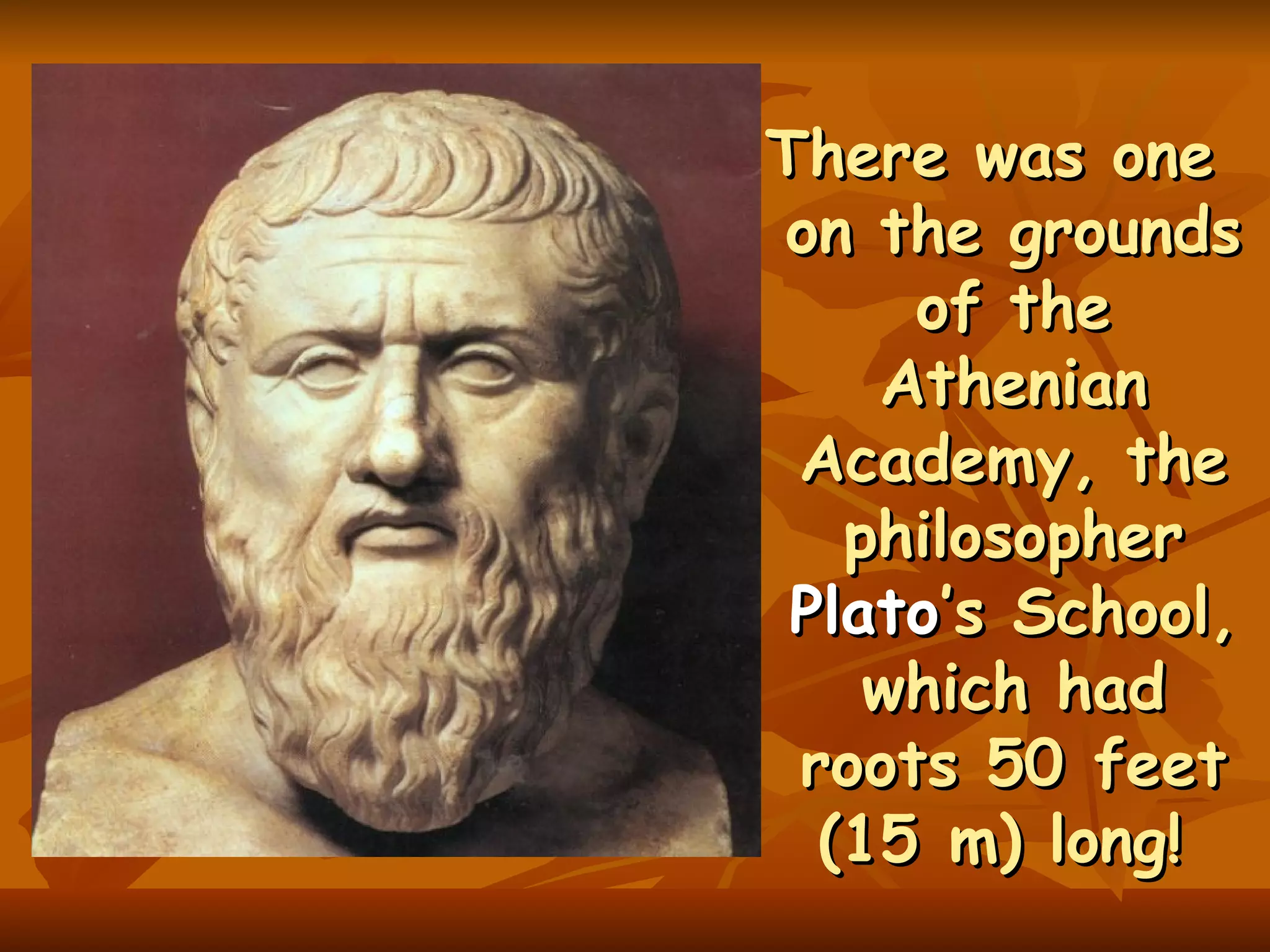 Plane Tree And Greek History (New) | PPT