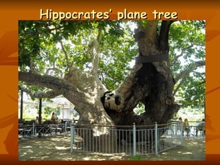 Plane Tree And Greek History (New) | PPT