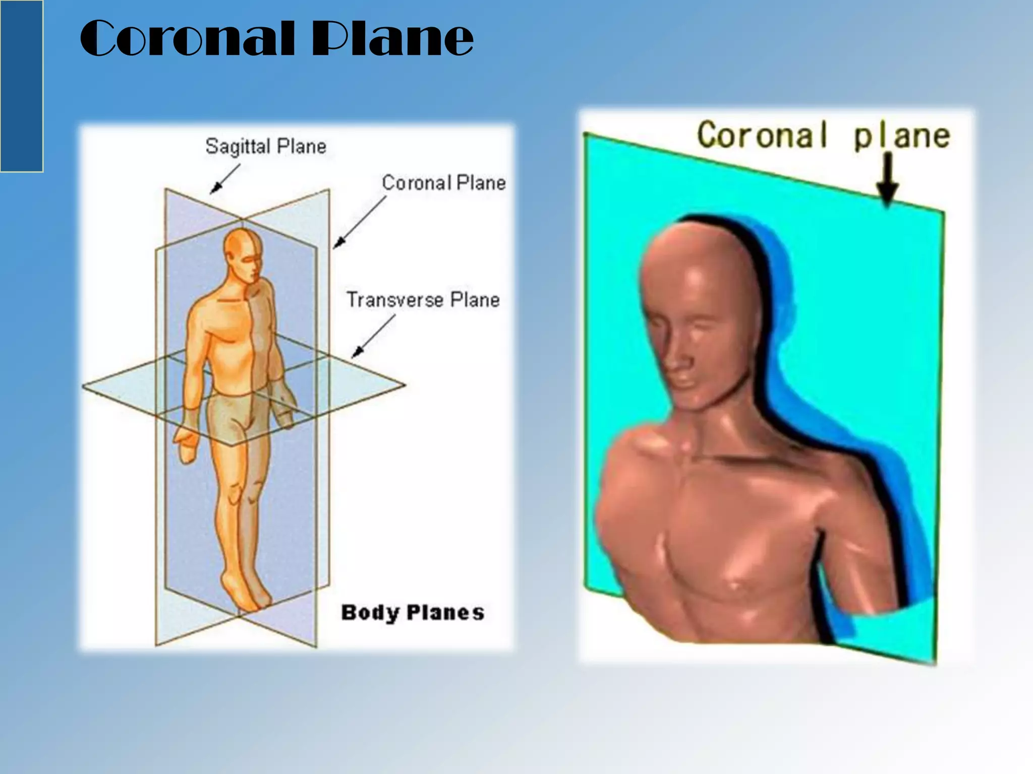 Planes and regions of the body | PPTX