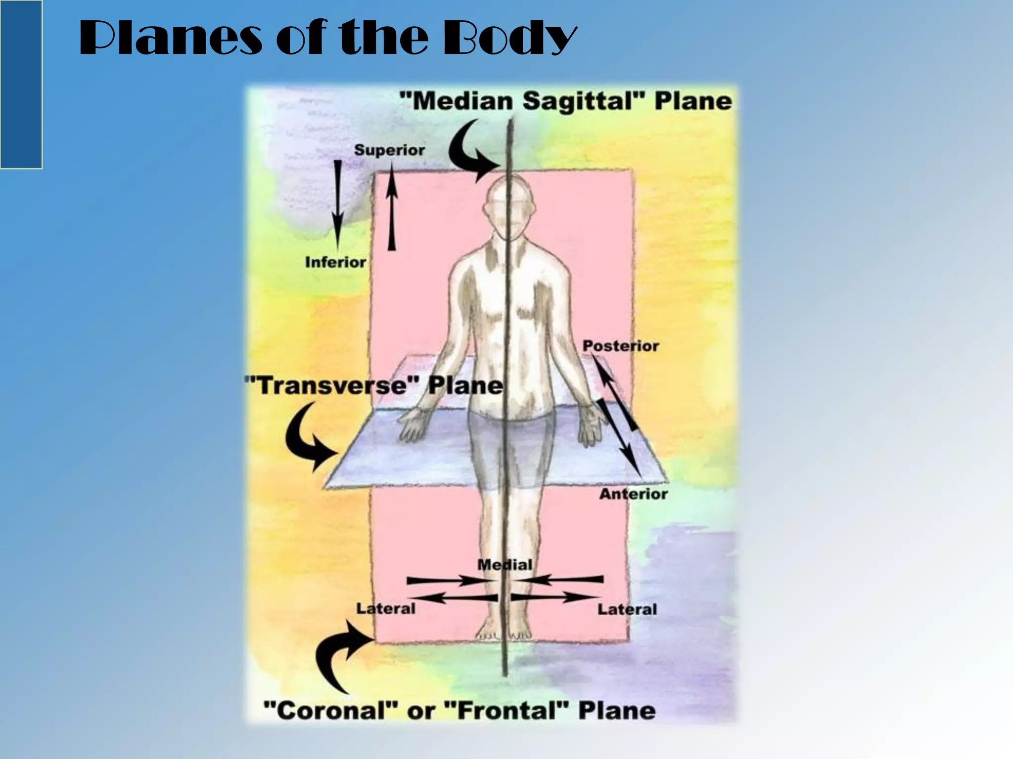 Planes and regions of the body | PPTX