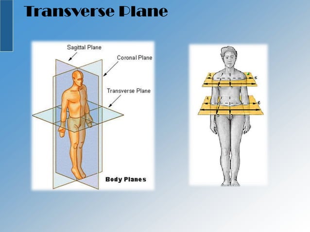 Planes and regions of the body | PPTX