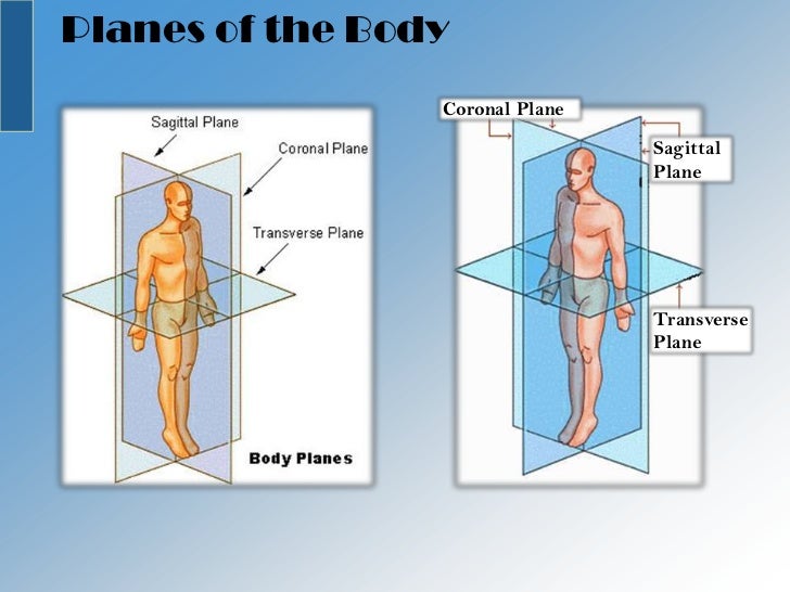 Human Anatomy Regions