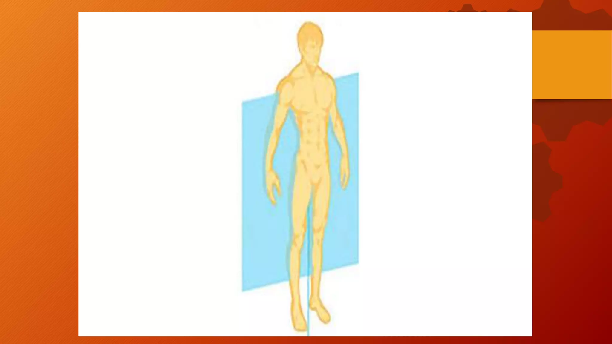 Planes of human body.pptx