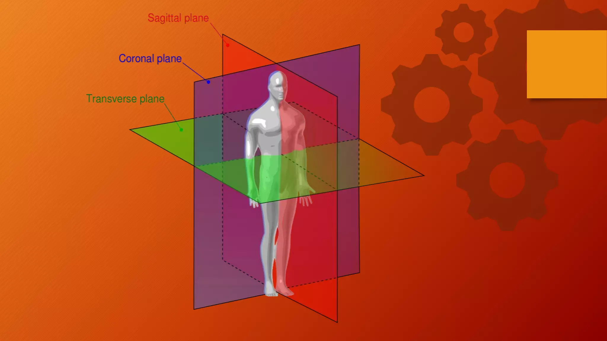 Planes of human body.pptx