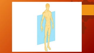 Planes of human body.pptx