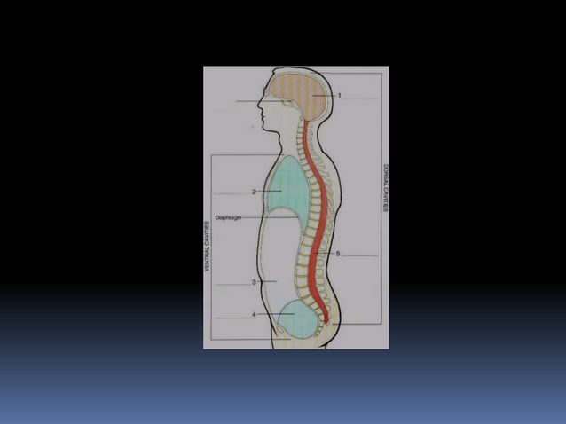 Planes of the body | PPSX