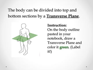 Planes of the_body | PPT