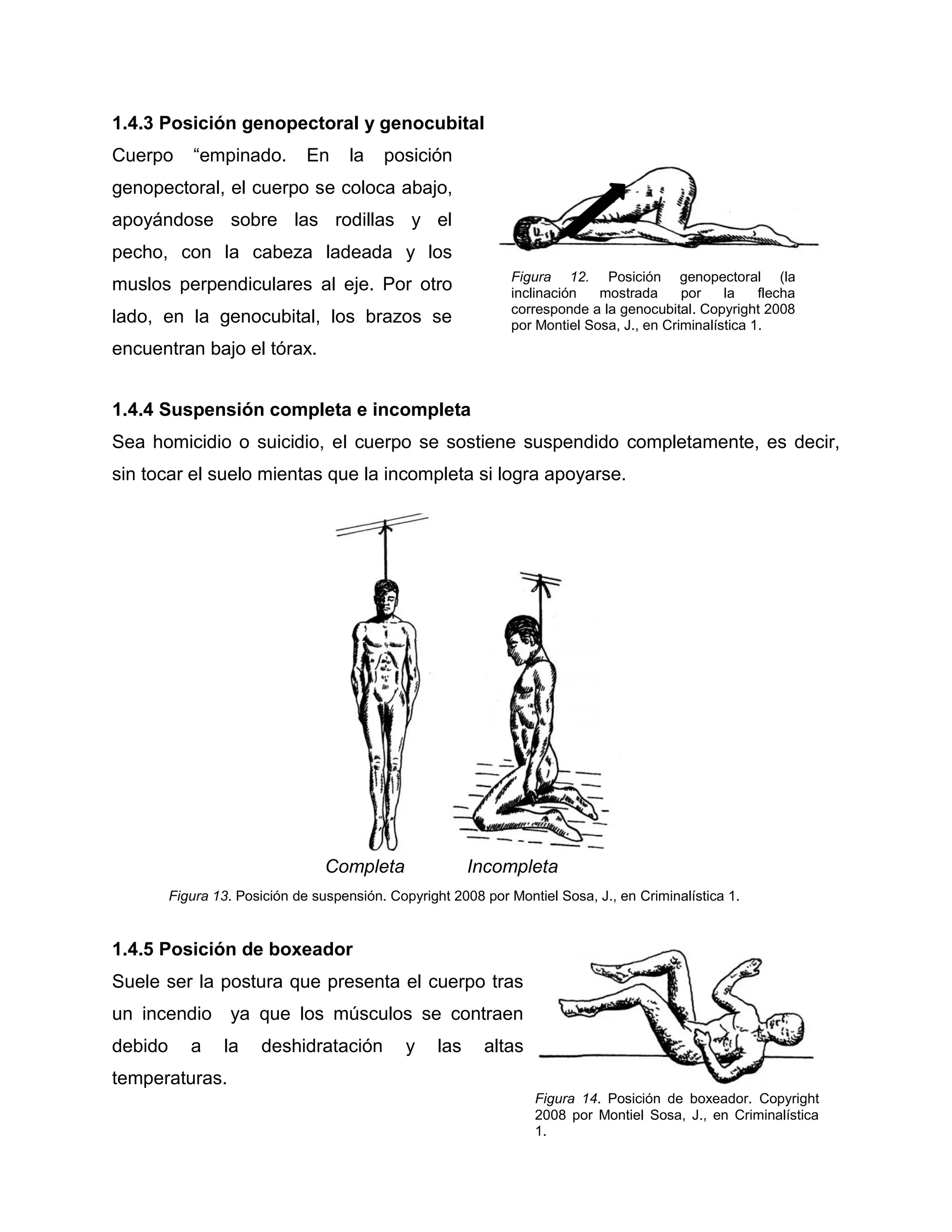 Planimetría anatómica | PDF