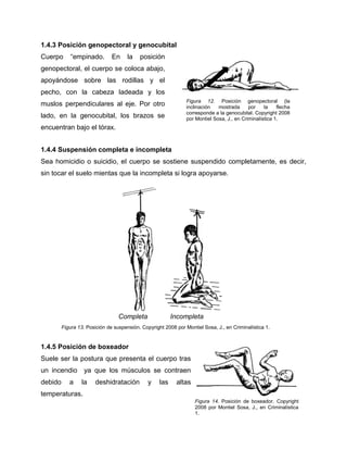 Planimetría anatómica | PDF