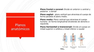 Planimetria Anatomica Basica anatomia en sistemas | PDF