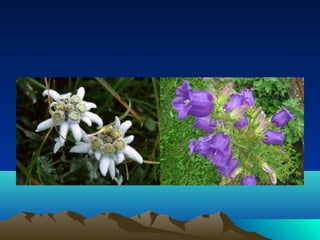 Planinske rudine | PPT