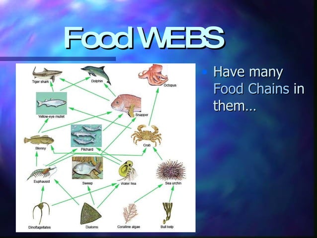 Plankton | PPT | Geography | Science