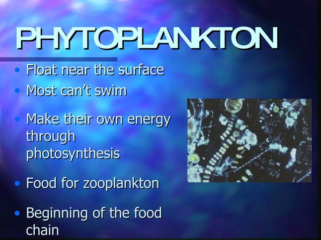 Plankton | PPT | Geography | Science
