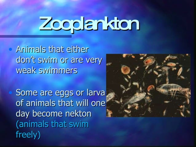 Plankton | PPT | Geography | Science
