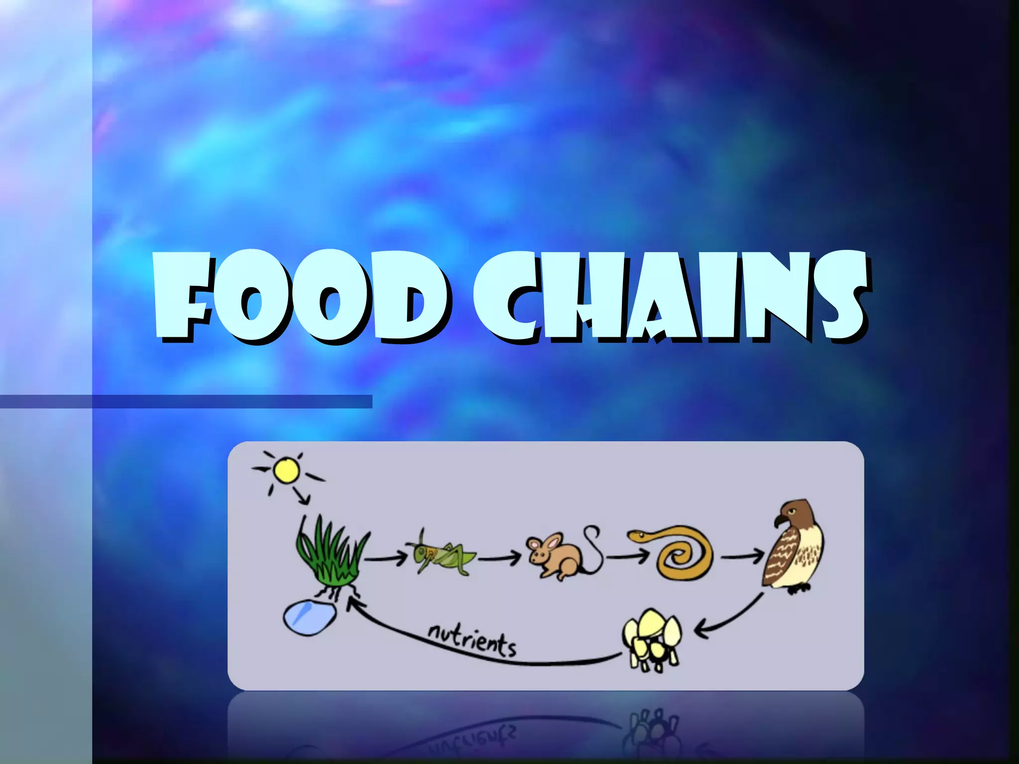 Plankton Presentation | PPT