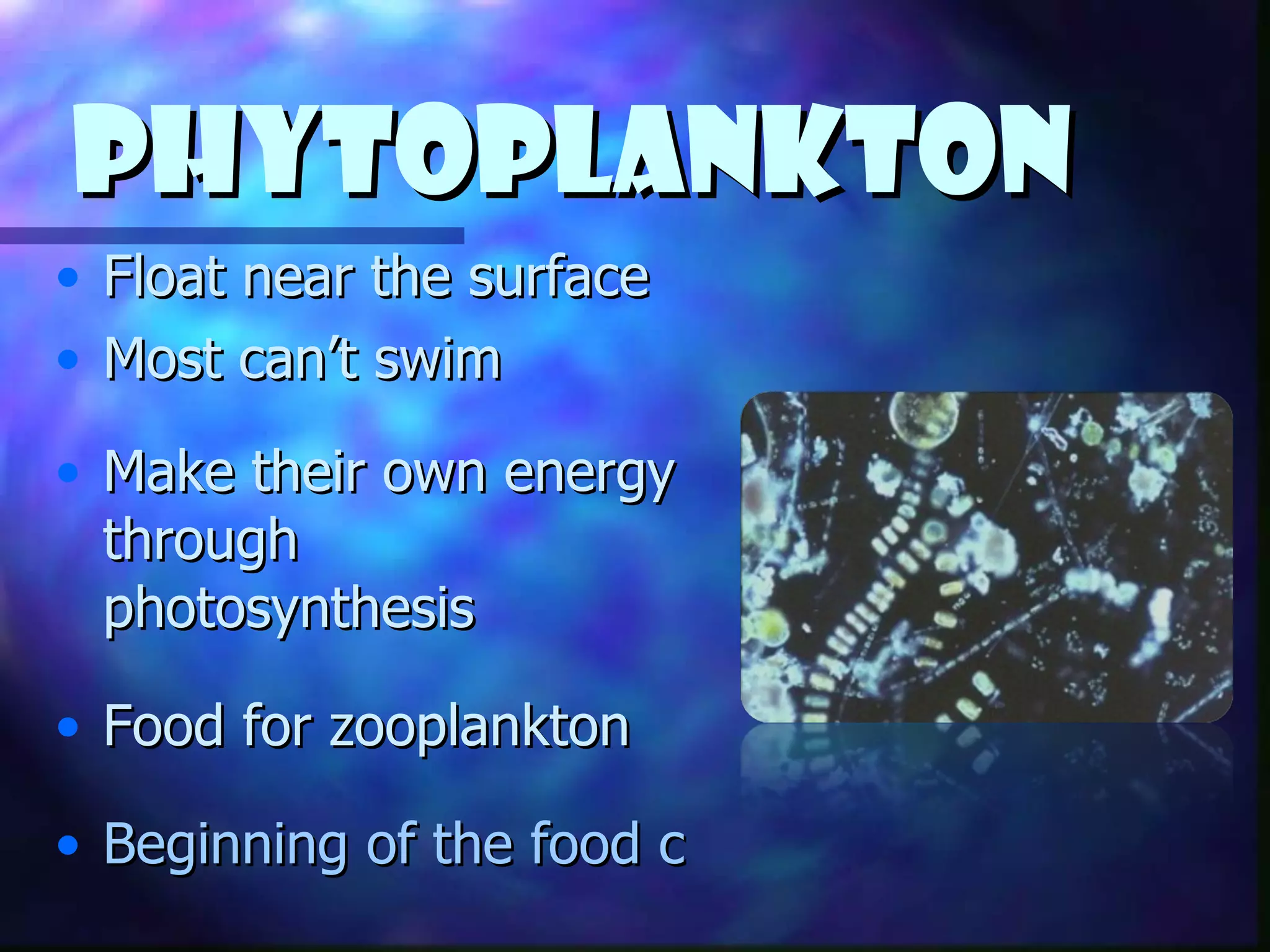 Plankton Presentation | PPT