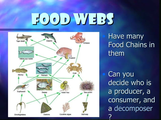 Plankton Presentation | PPT