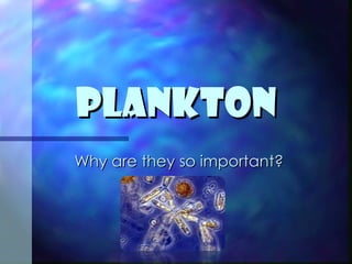 Plankton Presentation | PPT