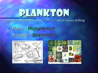 Plankton Presentation | PPT