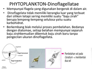 Plankton.pptx