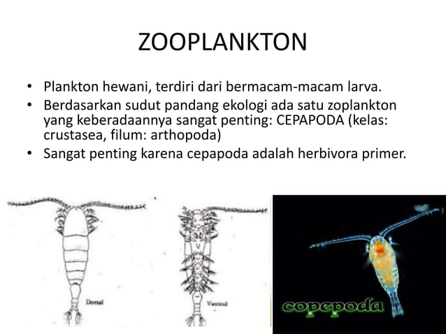 Plankton.pptx