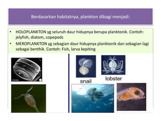 Plankton.pptx