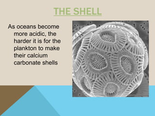 Plankton computers | PPTX