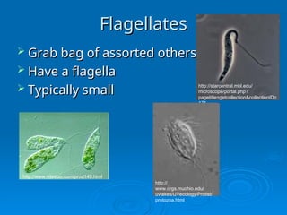 plankton-introduction - pengantar fitoplankton.ppt