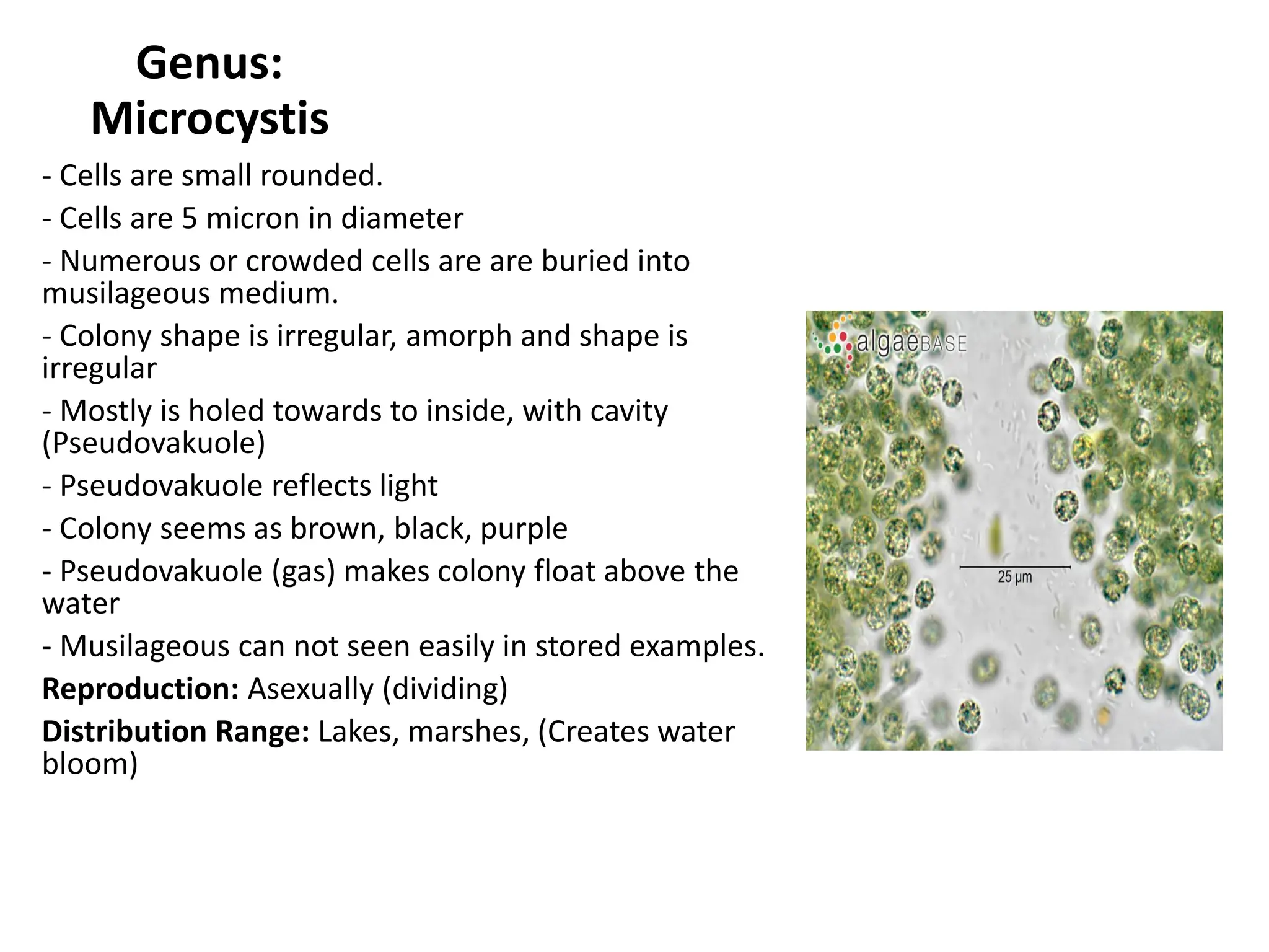 Taxonomy of phytoplankton Fisheries and Aquaculture Engineeringa | PDF