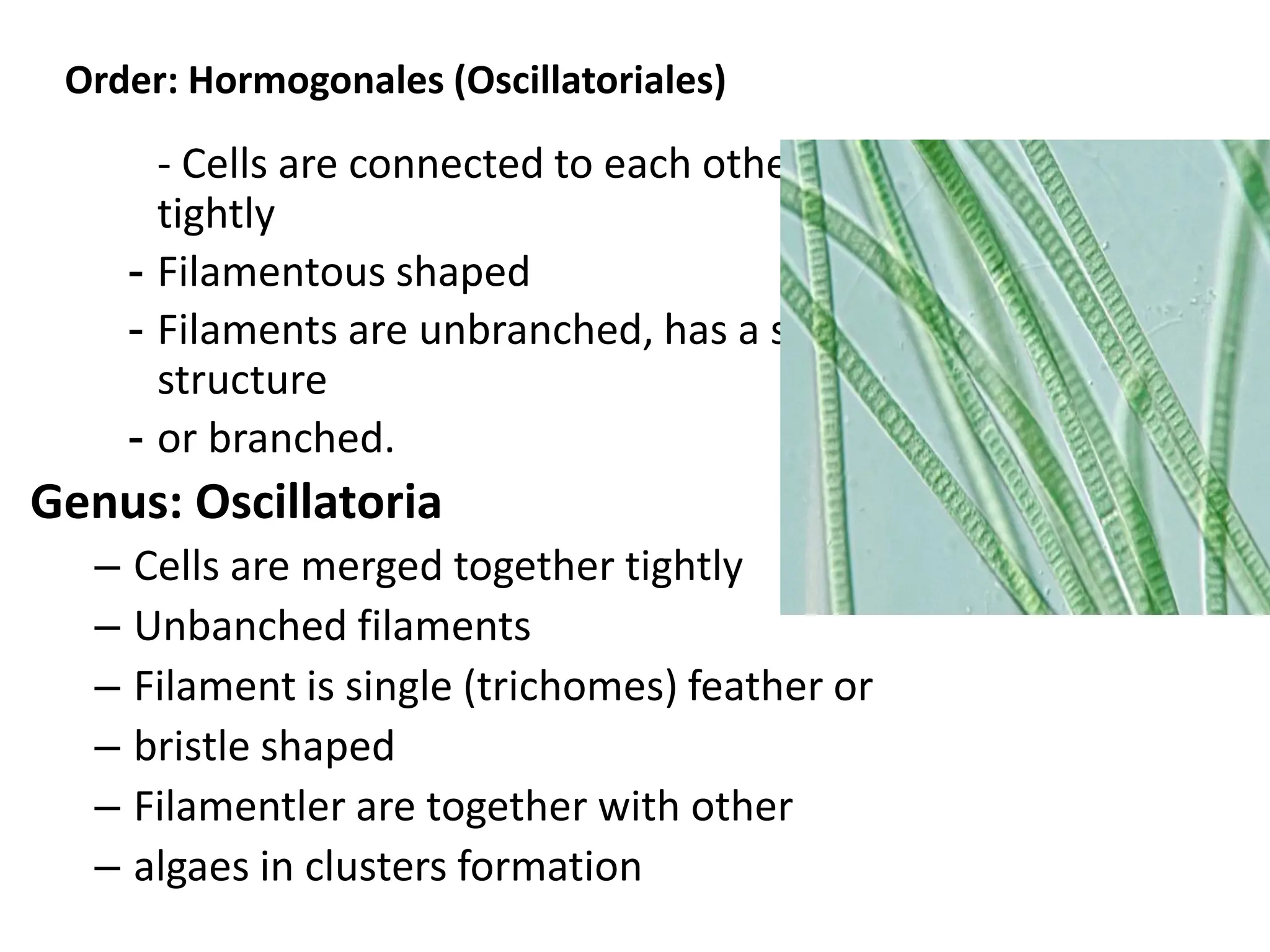 Taxonomy of phytoplankton Fisheries and Aquaculture Engineeringa | PDF
