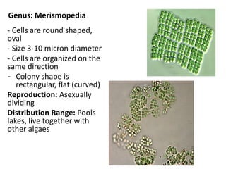 Taxonomy of phytoplankton Fisheries and Aquaculture Engineeringa | PDF