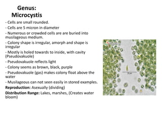 Taxonomy of phytoplankton Fisheries and Aquaculture Engineeringa | PDF