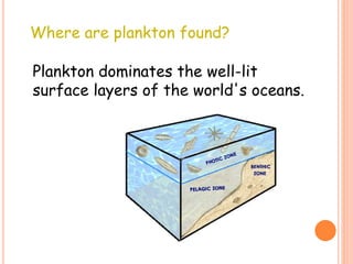 Planktone | PPTX