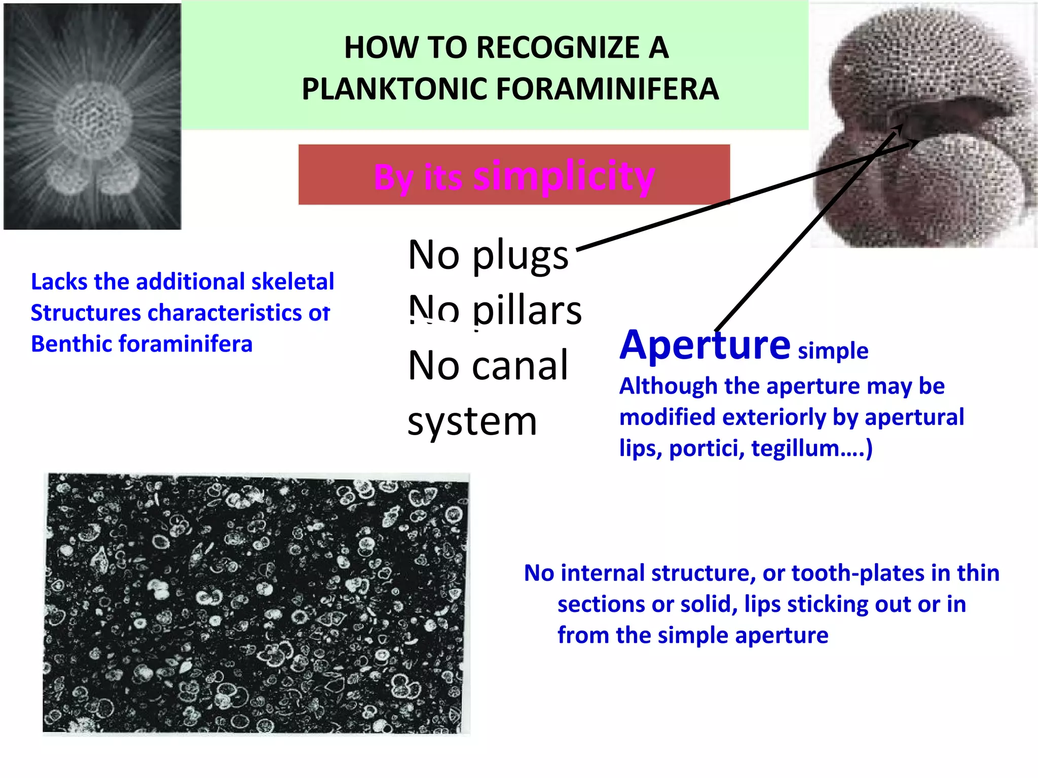 Planktonic foraminifera | PPT