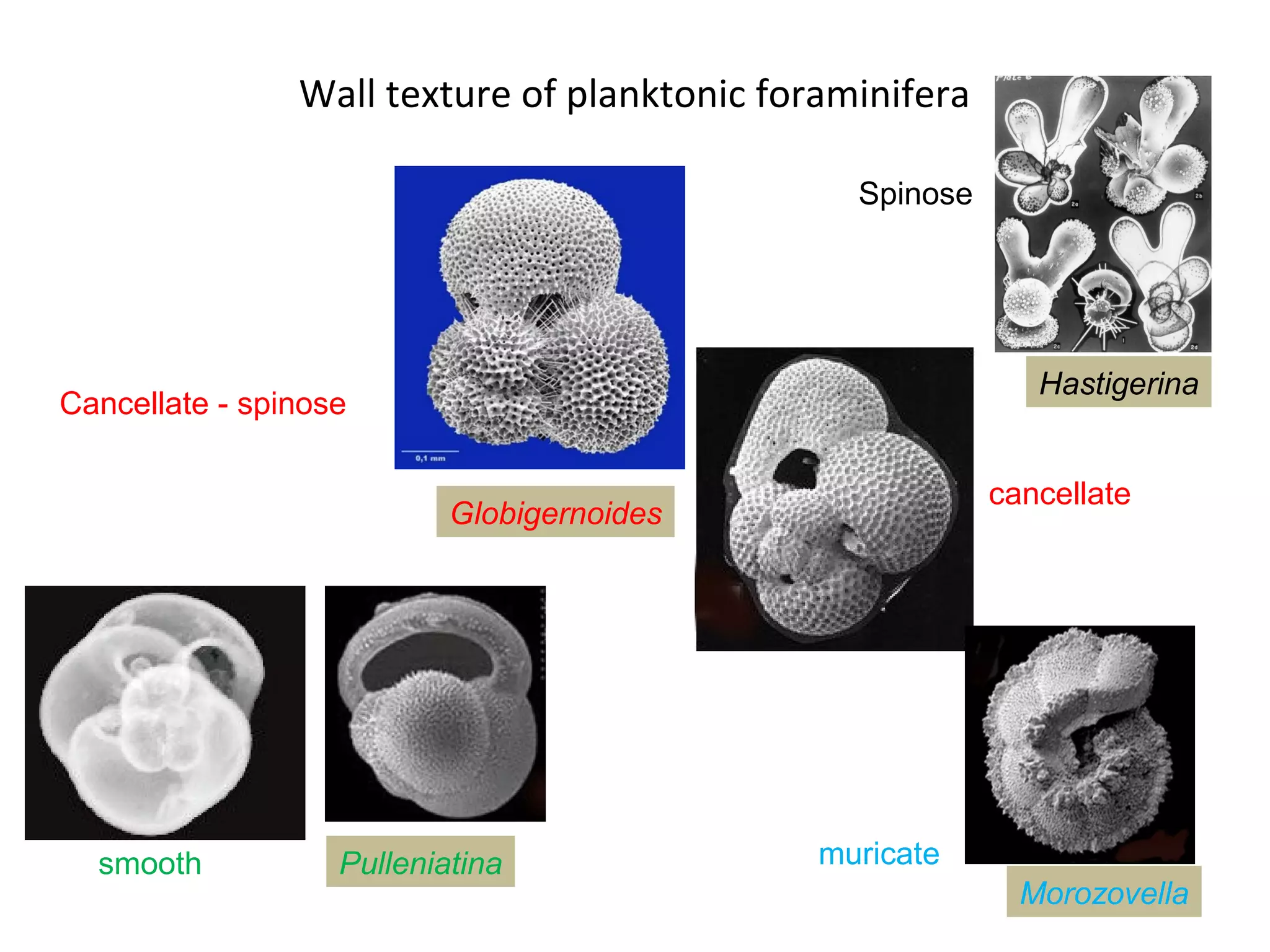 Planktonic foraminifera | PPT