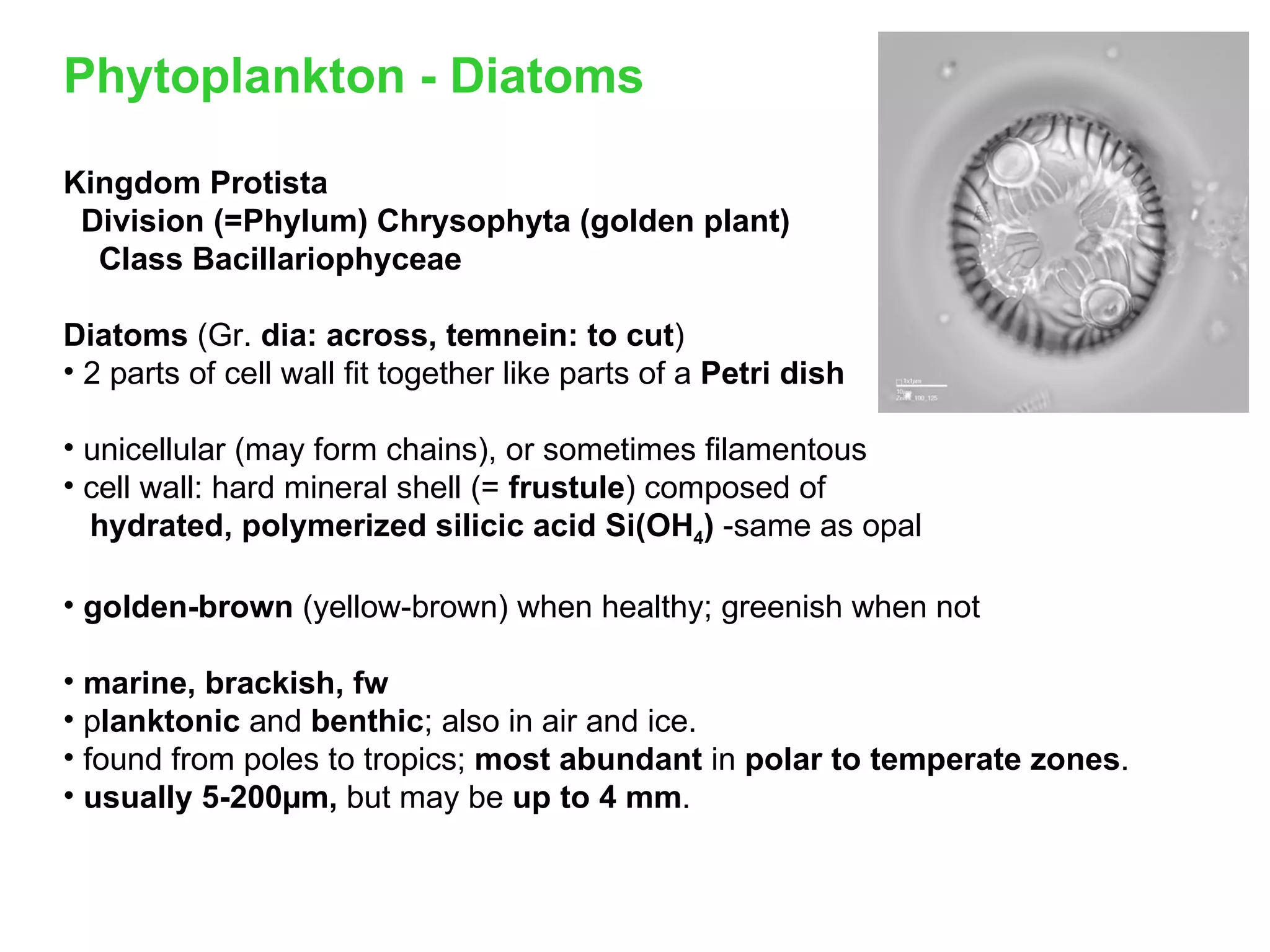 Plankton.Lecture.1 | PPT
