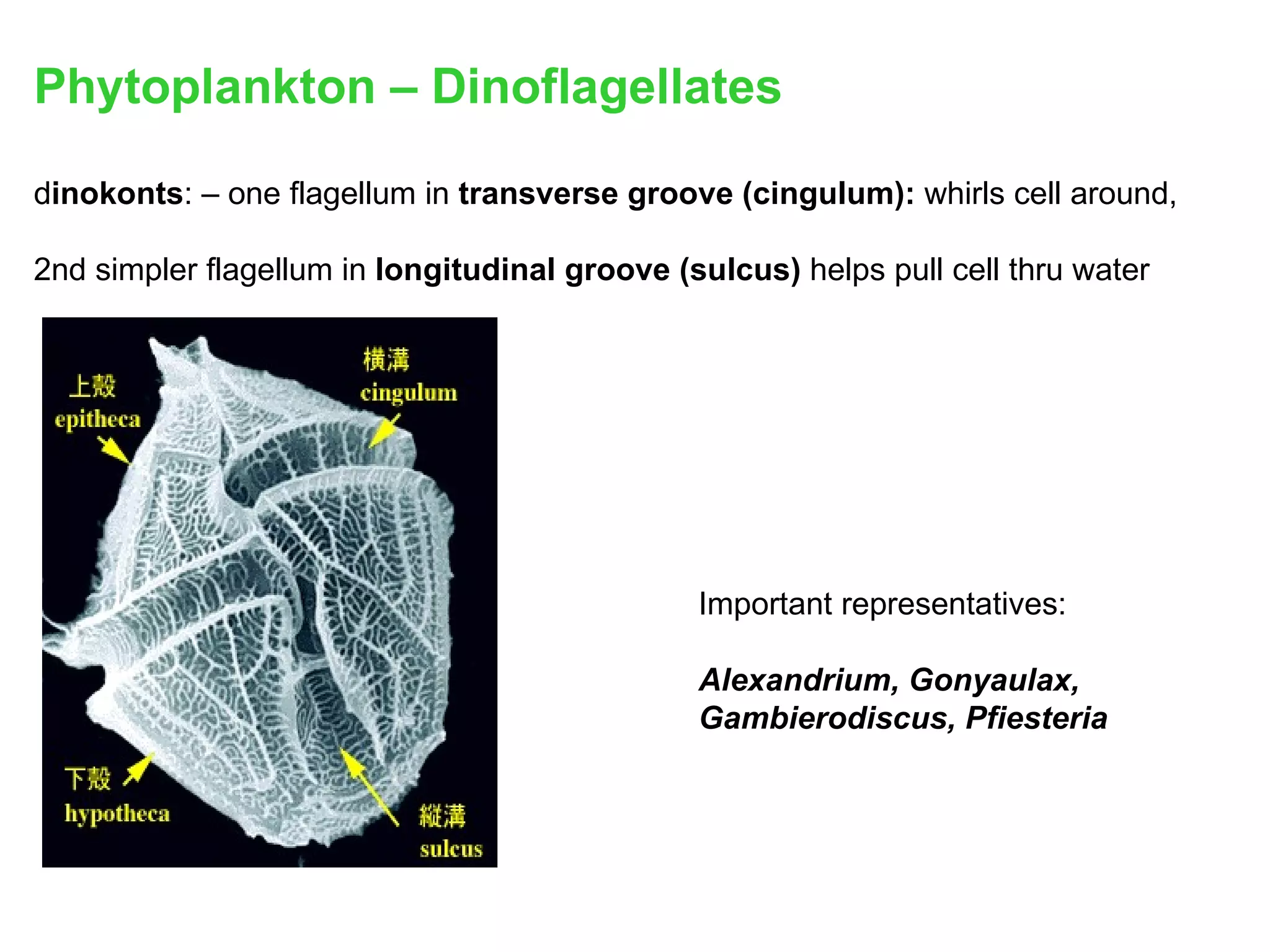 Plankton.Lecture.1 | PPT