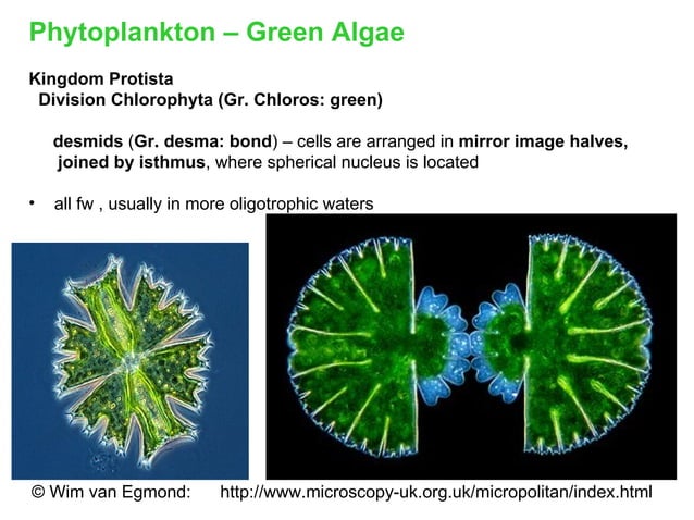 Plankton.Lecture.1 | PPT