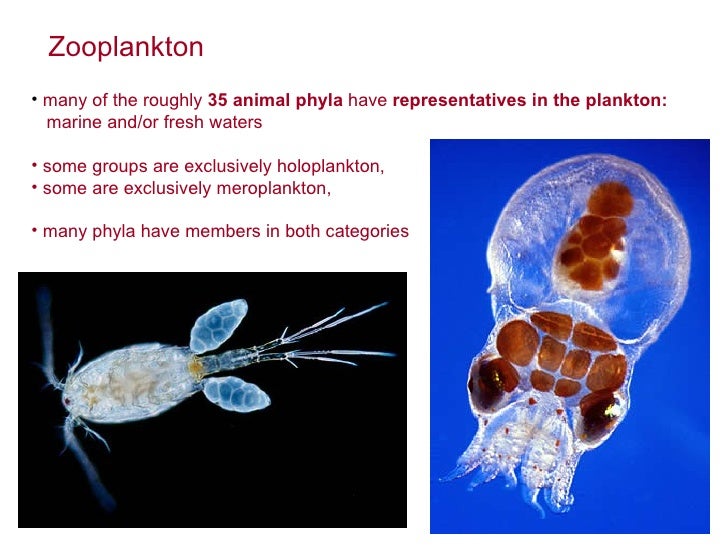 Plankton.Lecture.1