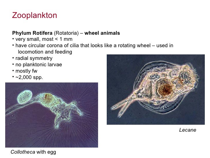 Phylum Rotifera Animal Classification Projectmax