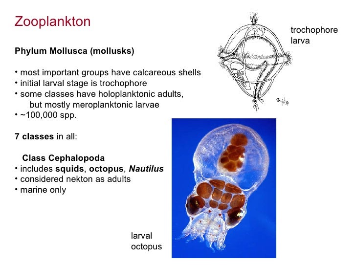 Zooplankton Taxonomy