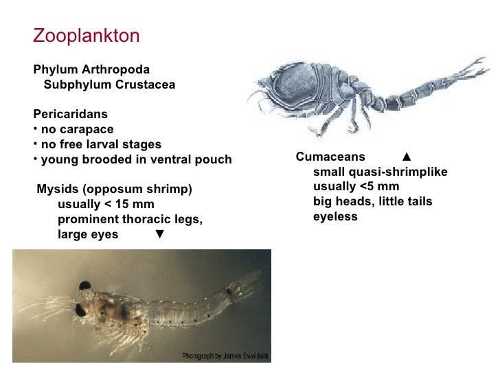 Plankton Definition Characteristics Types Diet Size