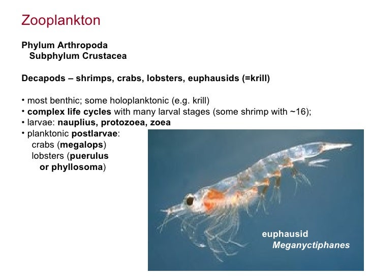 Zooplankton Definition Examples And Types Biology