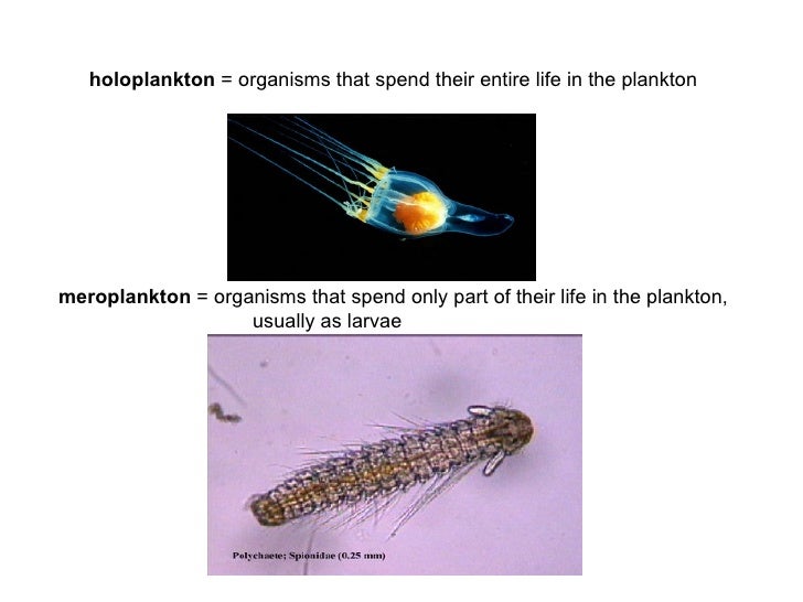 Plankton.Lecture.1