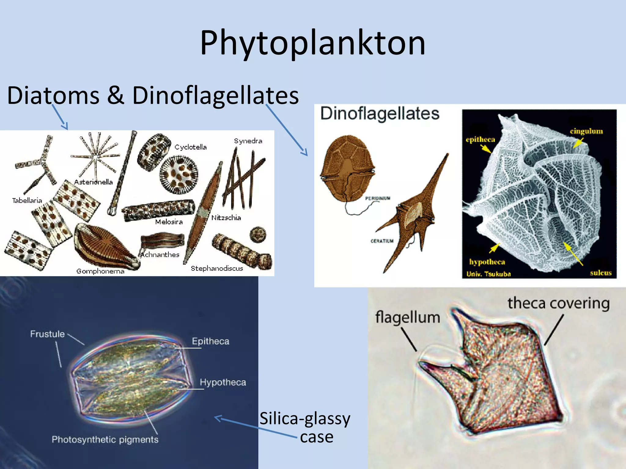 Plankton PowerPoint | PPT