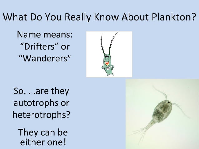 Plankton PowerPoint | PPT | Geography | Science
