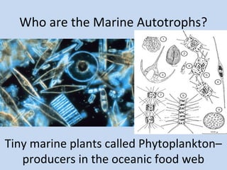 Phytoplankton Producers
