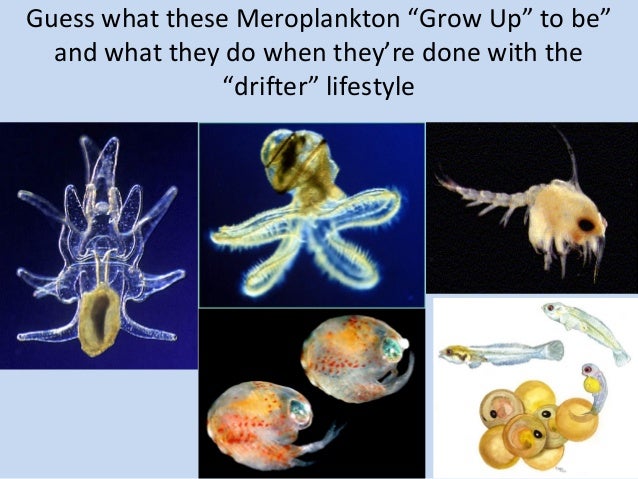Plankton PowerPoint