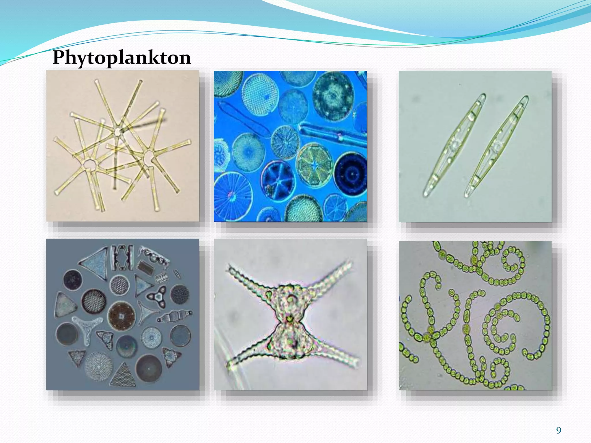 INTRODUCTION OF PLANKTON | PPTX